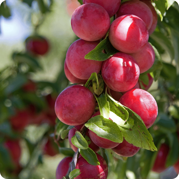 Plum Tree Varieties | Stone Fruits | IFA Country Stores