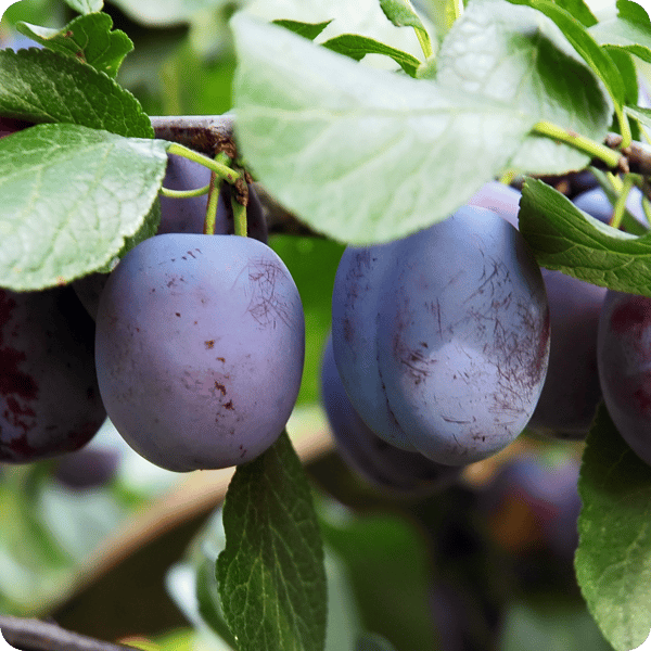 Plum Tree Varieties | Stone Fruits | IFA Country Stores