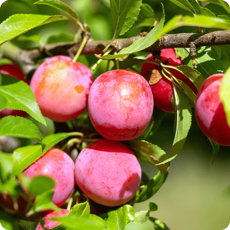 Plum Tree Varieties | Stone Fruits | IFA Country Stores