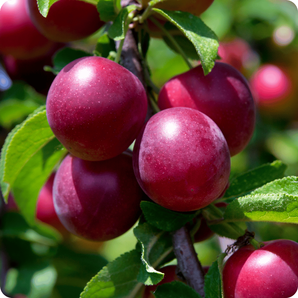 Plum Tree Varieties | Stone Fruits | IFA Country Stores