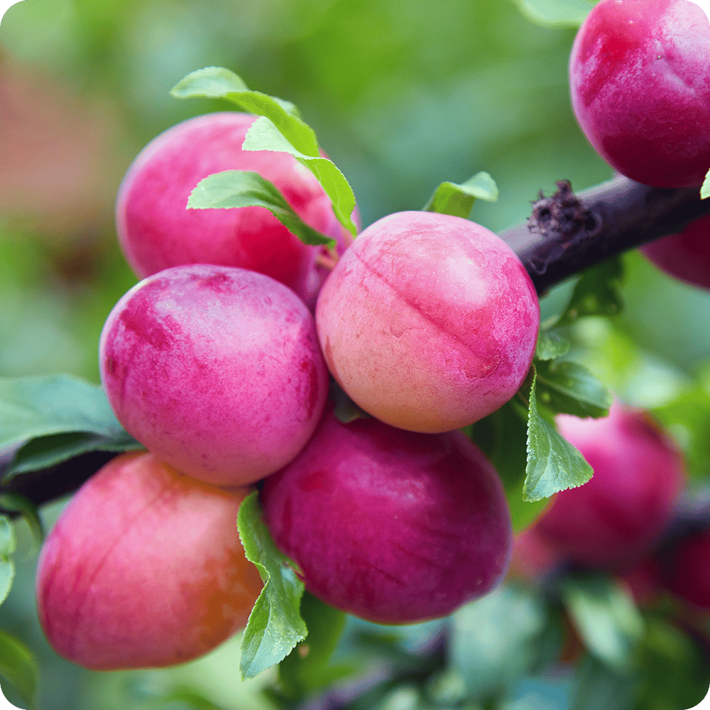 Plum Tree Varieties | Stone Fruits | IFA Country Stores