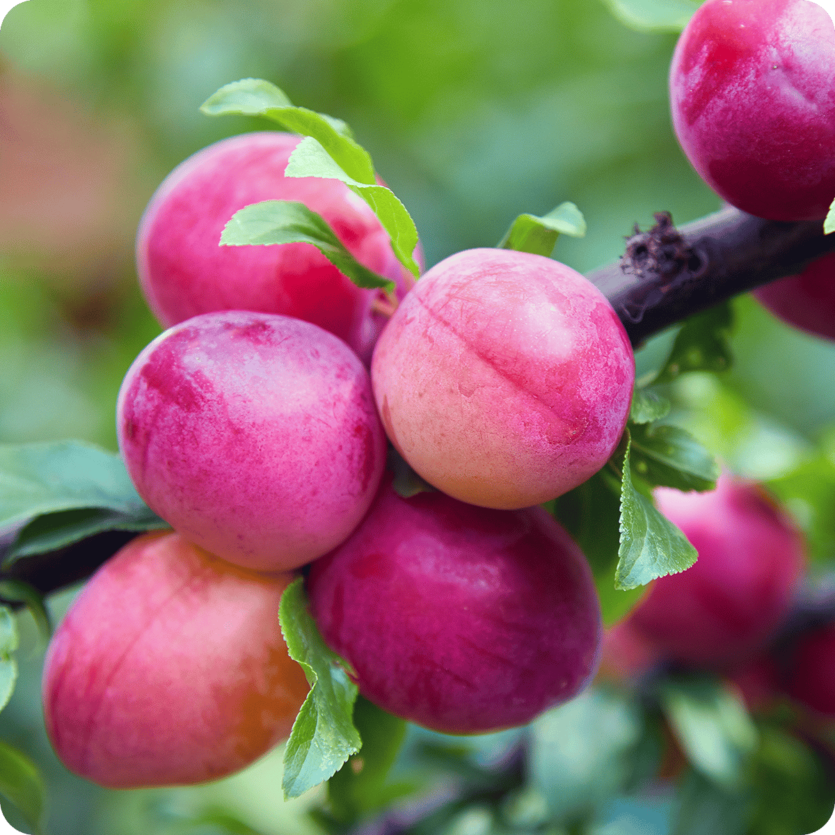 Plum Tree Varieties | Stone Fruits | IFA Country Stores