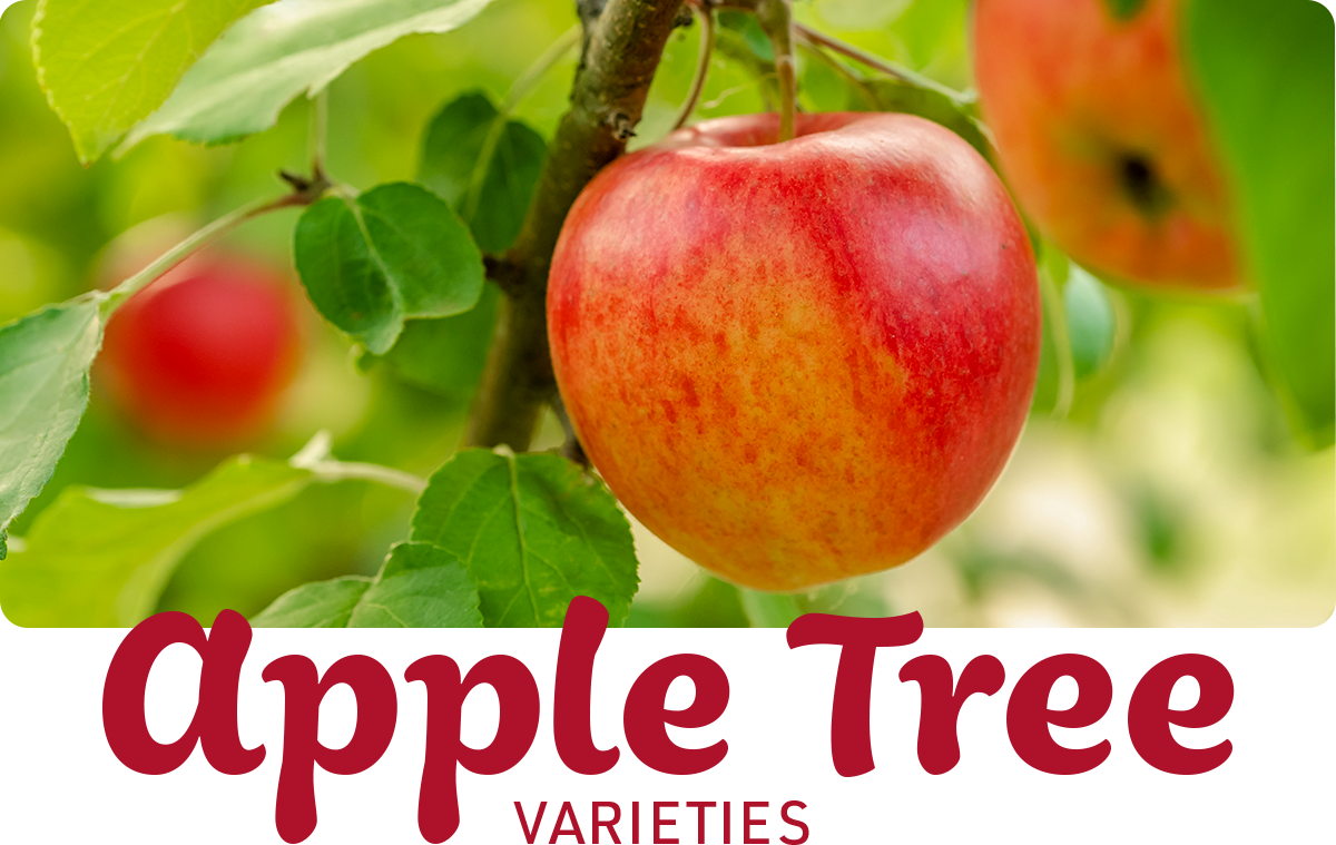 Apple Tree Varieties | Pome Fruits | IFA Country Stores