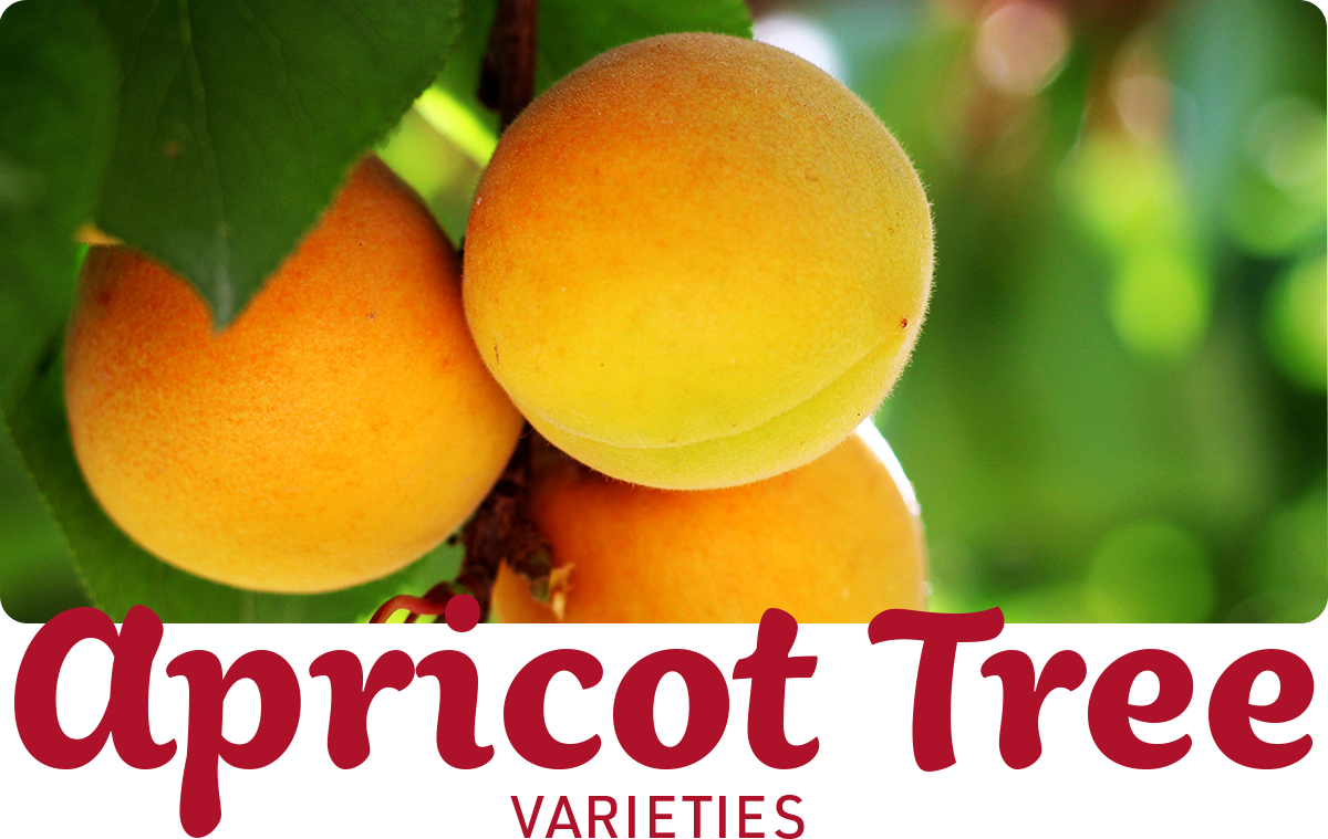 Apricot Tree Varieties | Stone Fruits | IFA Country Stores