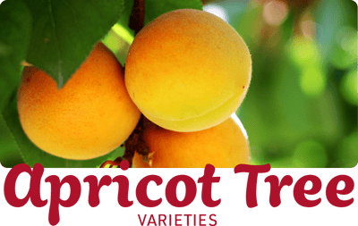 Apricot Tree Varieties | Stone Fruits | IFA Country Stores