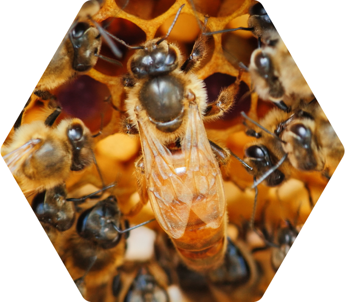 Live Bee Orders | IFA Country Stores