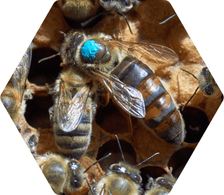 Live Bee Orders | IFA Country Stores