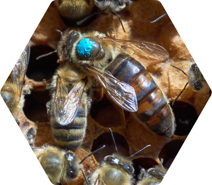 Live Bee Orders | IFA Country Stores