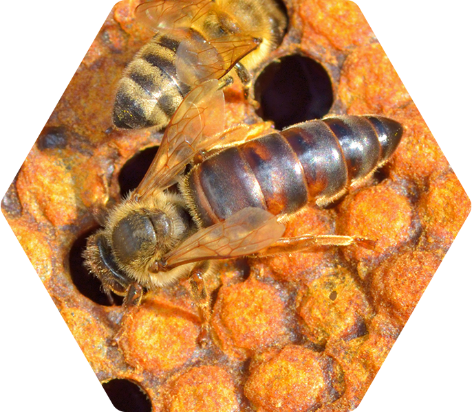 Live Bee Orders | IFA Country Stores