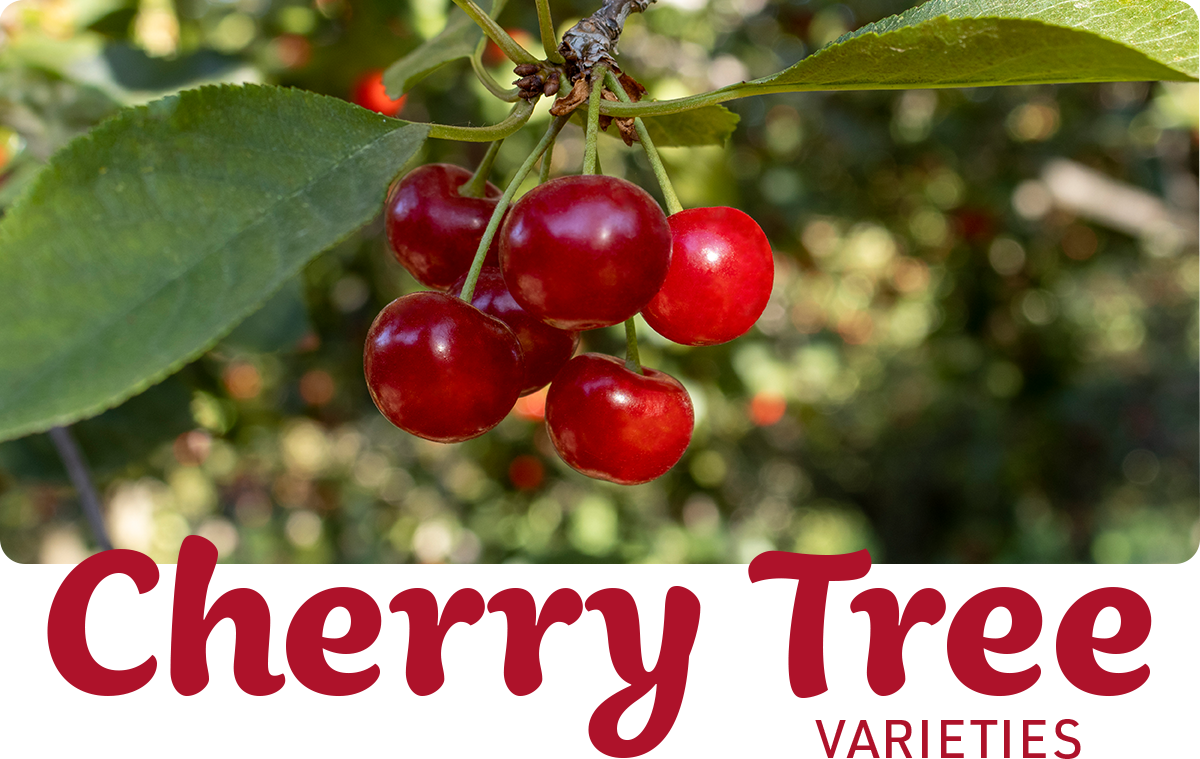 Cherry Tree Varieties | Stone Fruits | IFA Country Stores