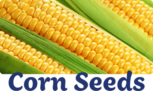 Corn Seed | IFA Country Stores