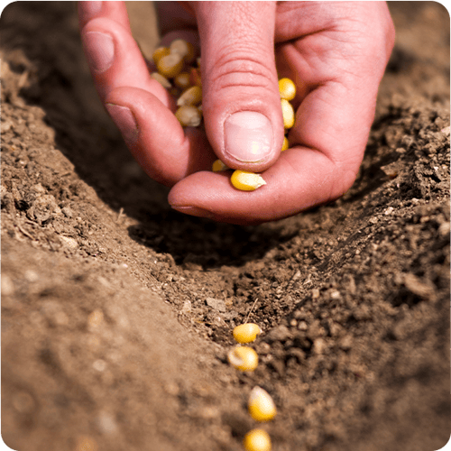 Corn Seed | IFA Country Stores