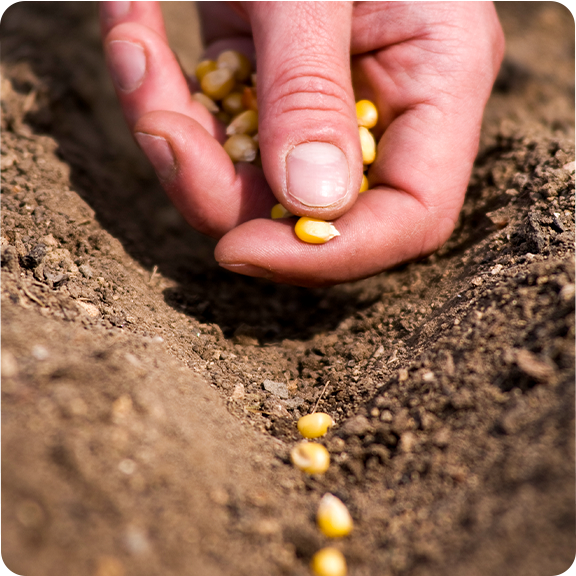 Corn Seed | IFA Country Stores