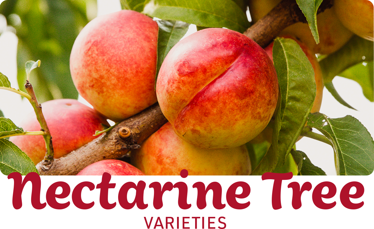 Nectarine Tree Varieties | Stone Fruits | IFA Country Stores