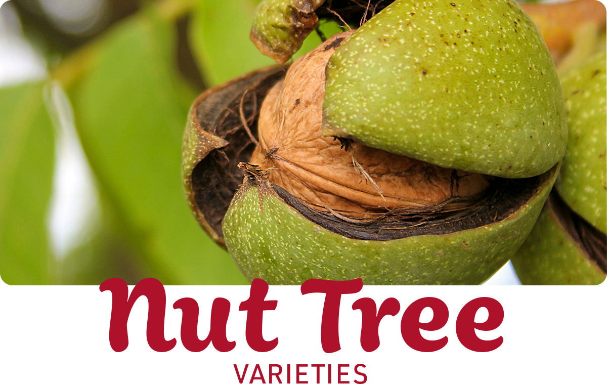 Nut Tree Varieties | IFA Country Stores