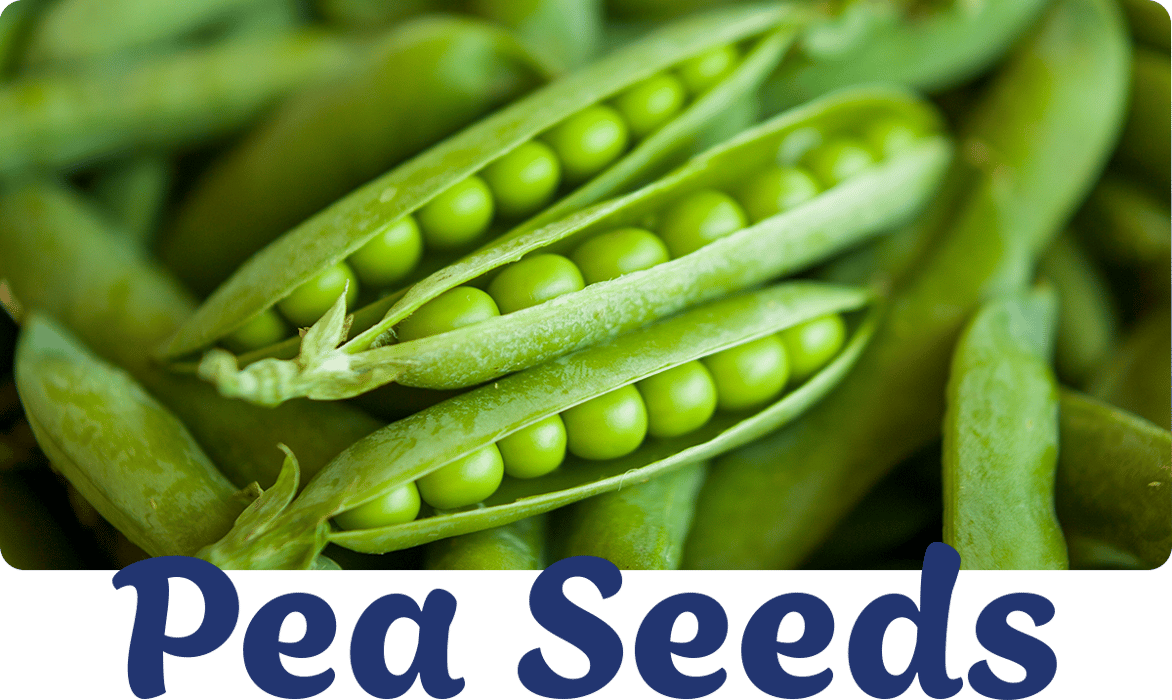 Pea Seeds | IFA Country Stores