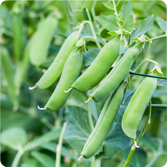 Pea Seeds | IFA Country Stores