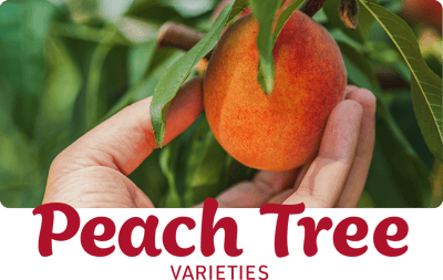 Peach Tree Varieties | Stone Fruits | IFA Country Stores