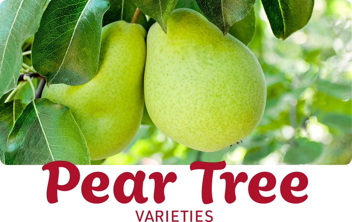 Pear Tree Varieties | Pome Fruits | IFA Country Stores