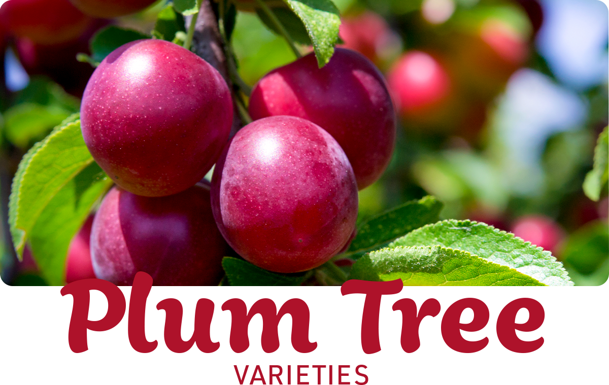 Plum Tree Varieties | Stone Fruits | IFA Country Stores