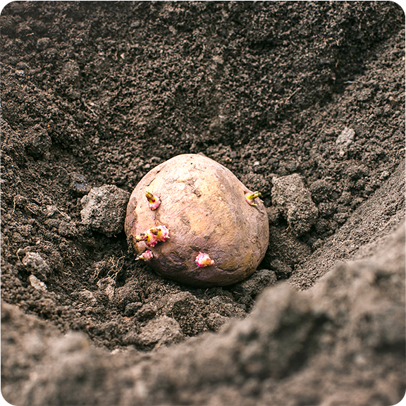 Seed Potatoes | IFA Country Stores