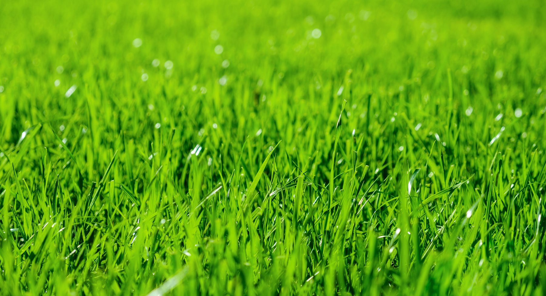 IFA Farm Life Photo Contest | IFA Country Stores