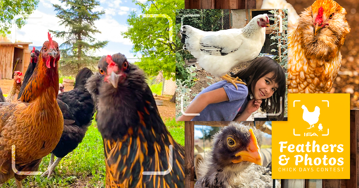 IFA Feathers & Photos: Chick Days Contest | IFA Country Stores