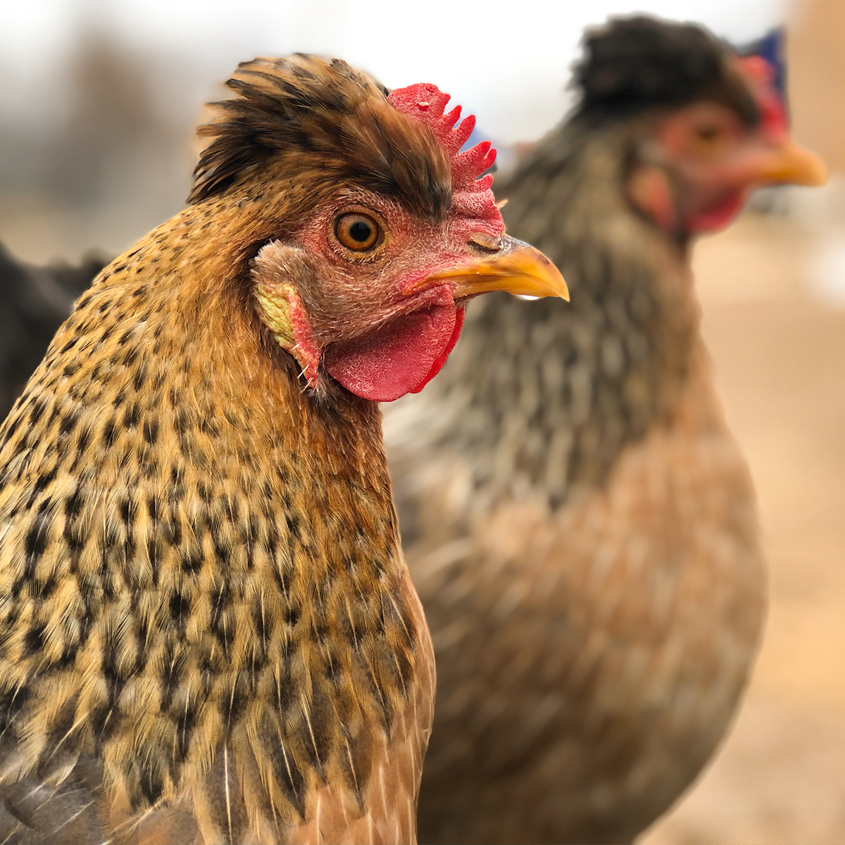 IFA Feathers & Photos: Chick Days Contest | IFA Country Stores