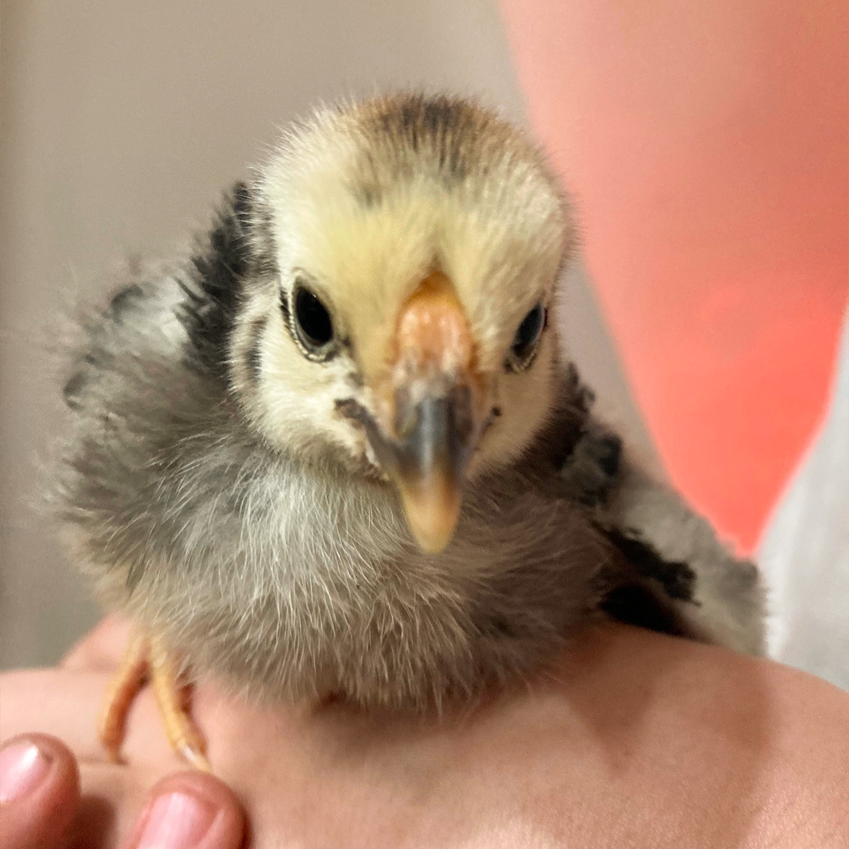 IFA Feathers & Photos: Chick Days Contest | IFA Country Stores