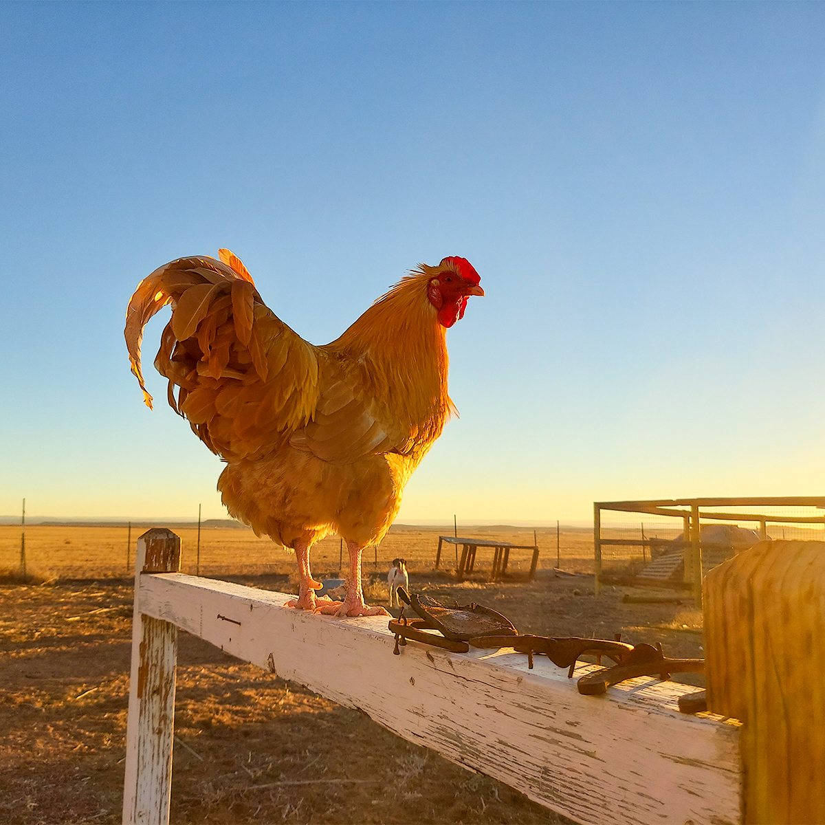 IFA Feathers & Photos: Chick Days Contest | IFA Country Stores