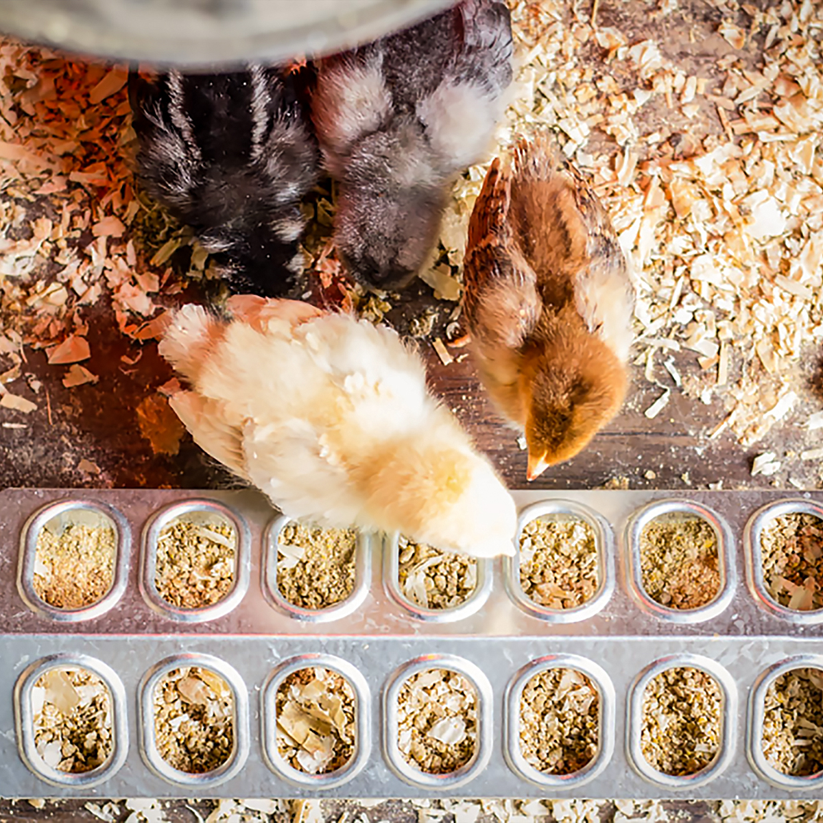 IFA Feathers & Photos: Chick Days Contest | IFA Country Stores