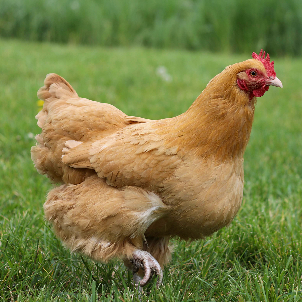 IFA Feathers & Photos: Chick Days Contest | IFA Country Stores