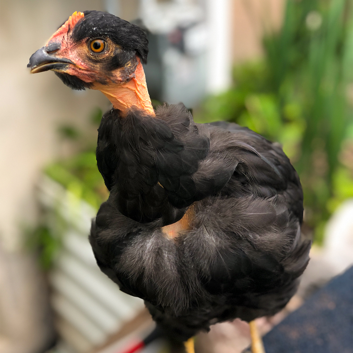 IFA Feathers & Photos: Chick Days Contest | IFA Country Stores