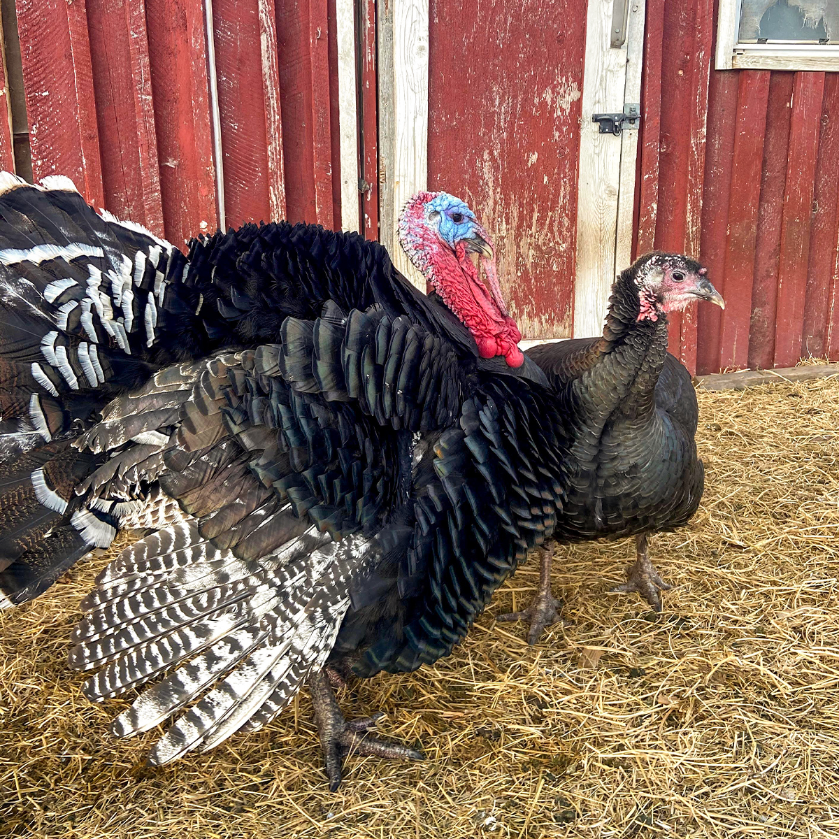 IFA Feathers & Photos: Chick Days Contest | IFA Country Stores