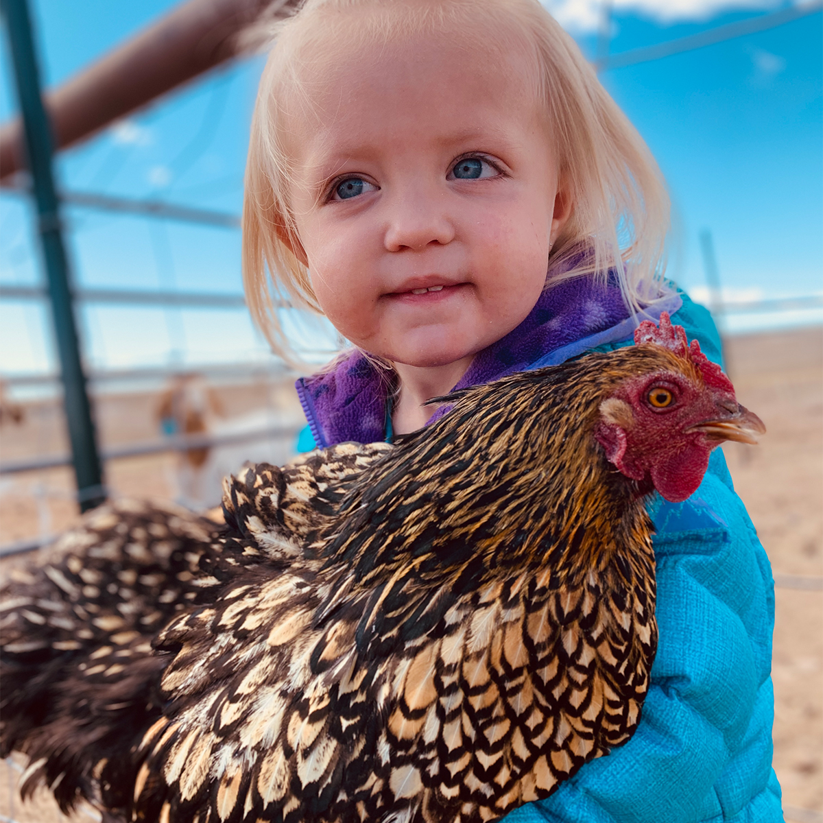 IFA Feathers & Photos: Chick Days Contest | IFA Country Stores
