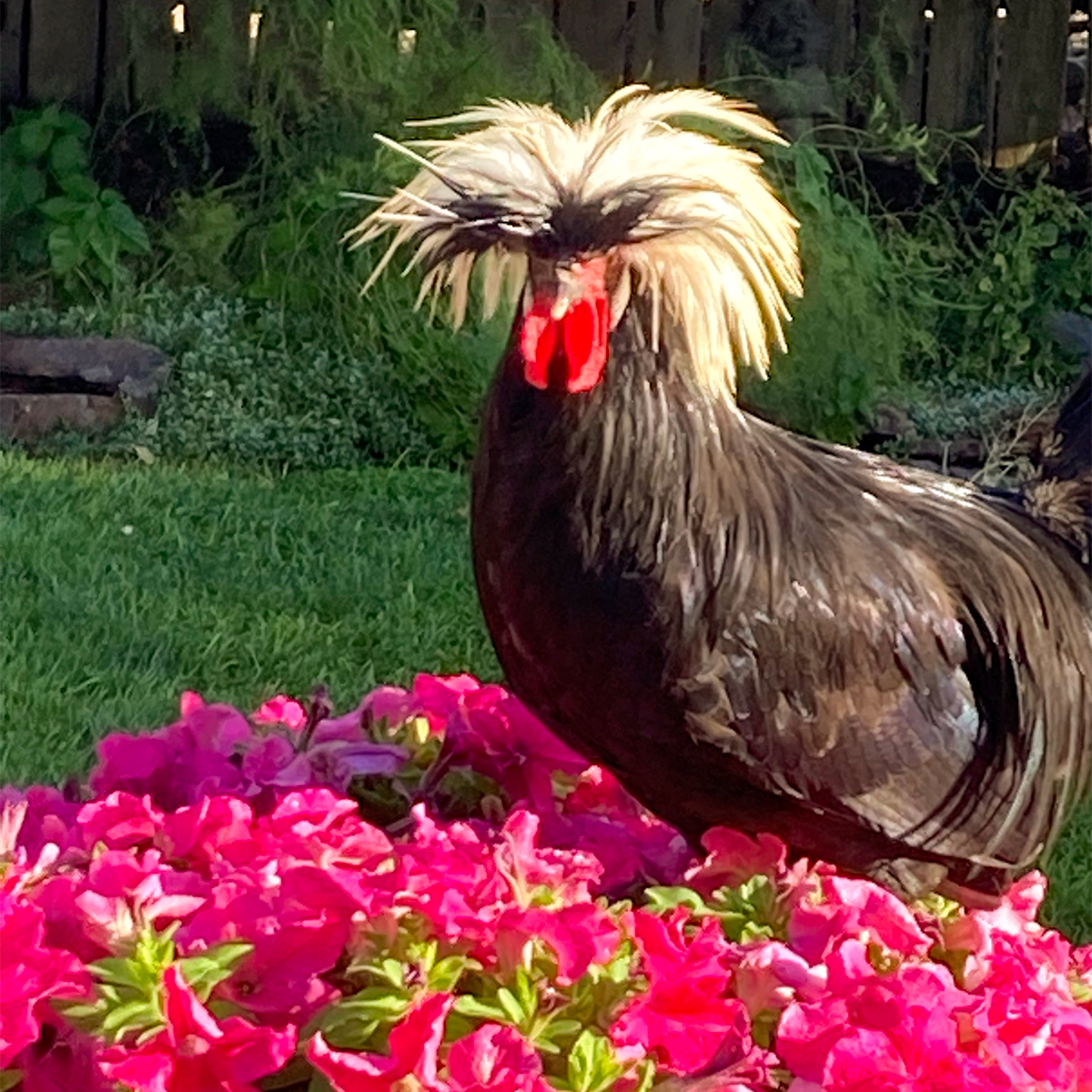 IFA Feathers & Photos: Chick Days Contest | IFA Country Stores