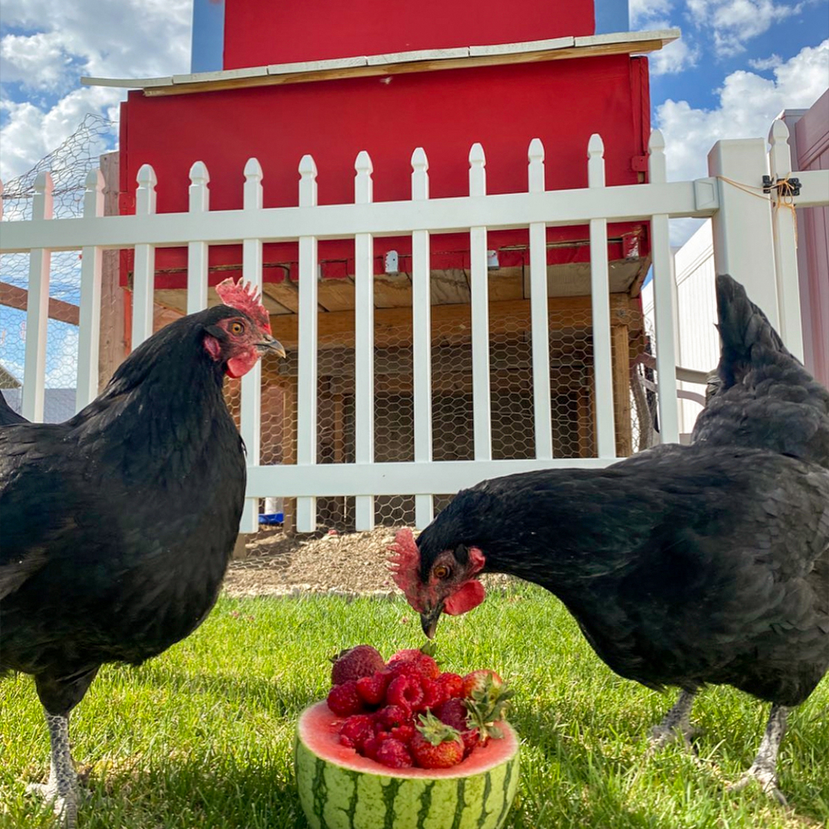 IFA Feathers & Photos: Chick Days Contest | IFA Country Stores