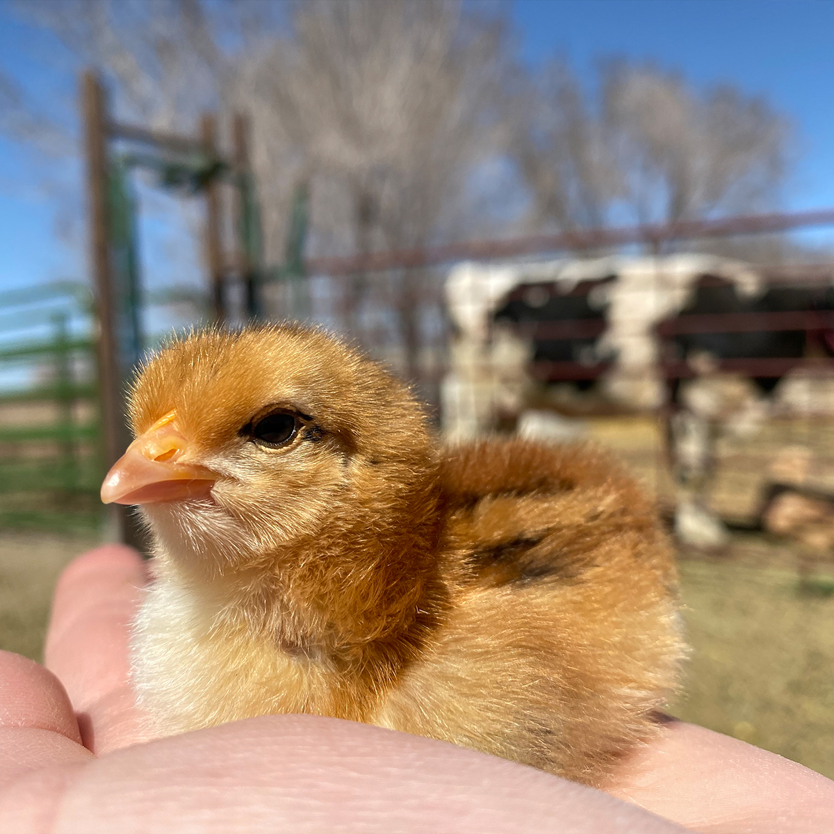 IFA Feathers & Photos: Chick Days Contest | IFA Country Stores