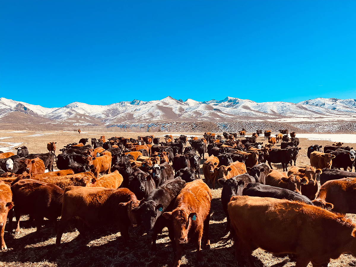 IFA Farm Life Photo Contest | IFA Country Stores