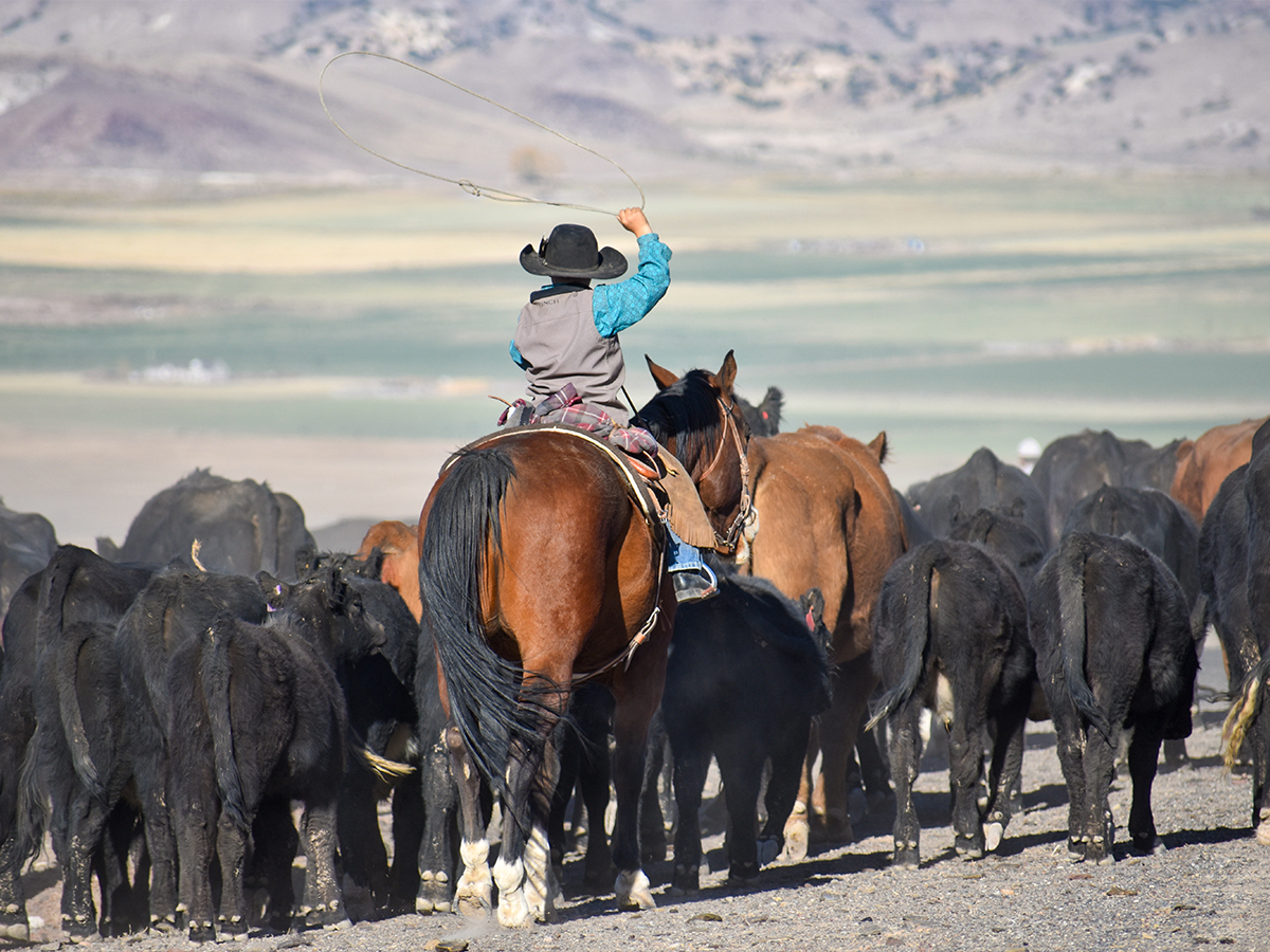 IFA Farm Life Photo Contest | IFA Country Stores