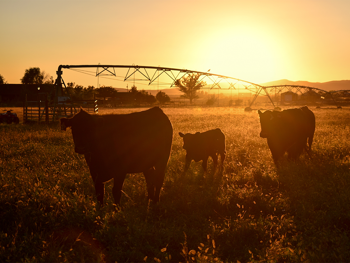 IFA Farm Life Photo Contest | IFA Country Stores