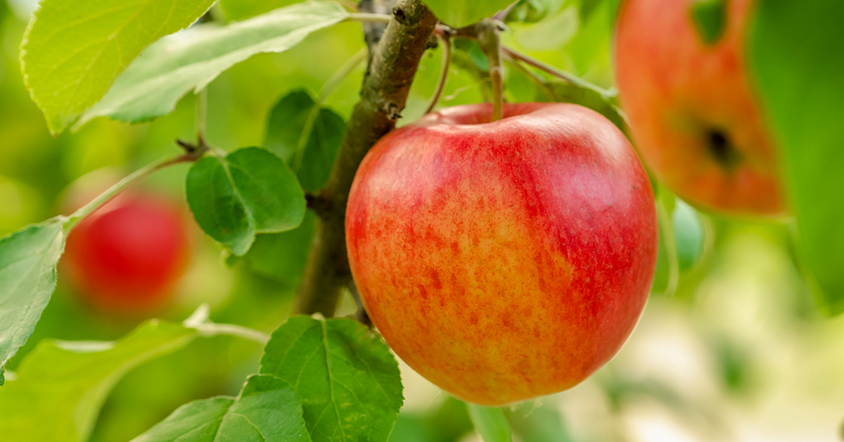 Apple Tree Varieties | Pome Fruits | IFA Country Stores