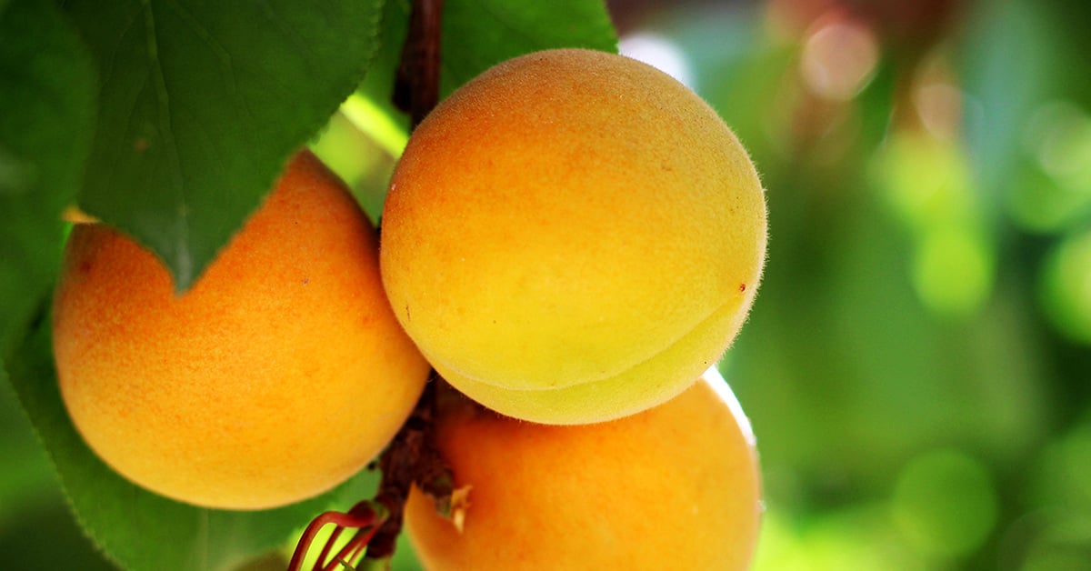 Apricot Tree Varieties | Stone Fruits | IFA Country Stores