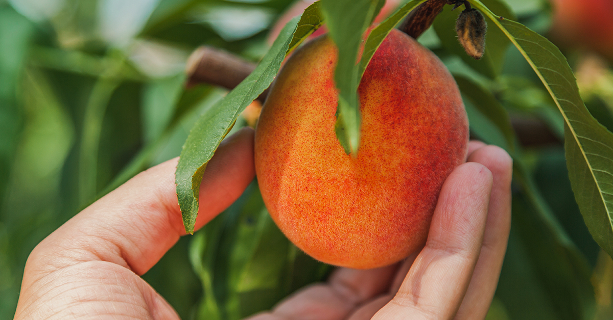 Peach Tree Varieties | Stone Fruits | IFA Country Stores